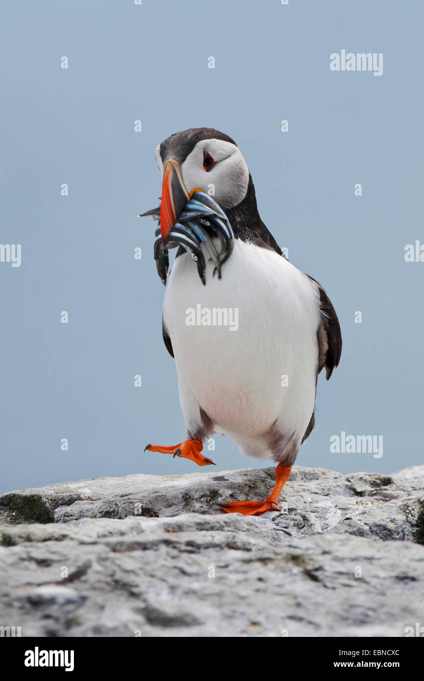Puffin walking wildlife hi-res stock photography and images - Alamy