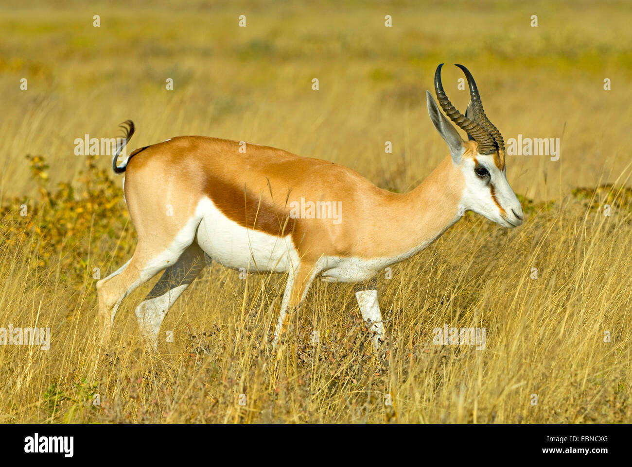 Springbok in hi-res stock photography and images - Alamy