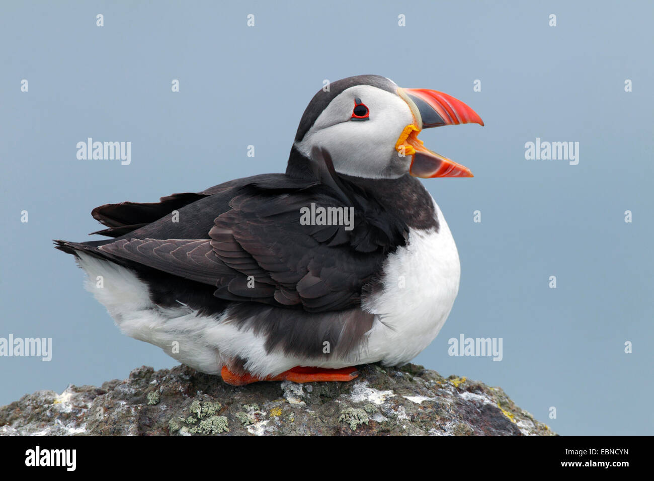 Puffin beak open hi-res stock photography and images - Alamy