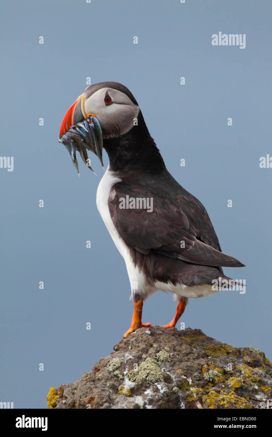 Atlantic puffin, Common puffin (Fratercula arctica), with caught sand ...