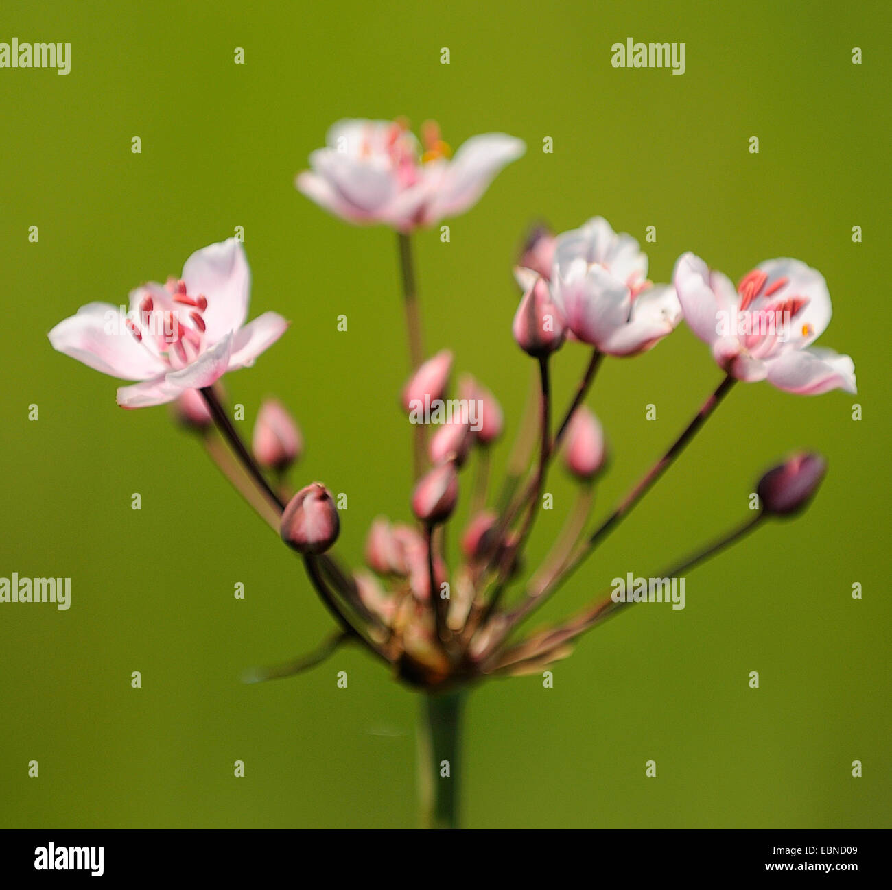 Flowering rush, Grass rush (Butomus umbellatus), inflorescence, Germany ...