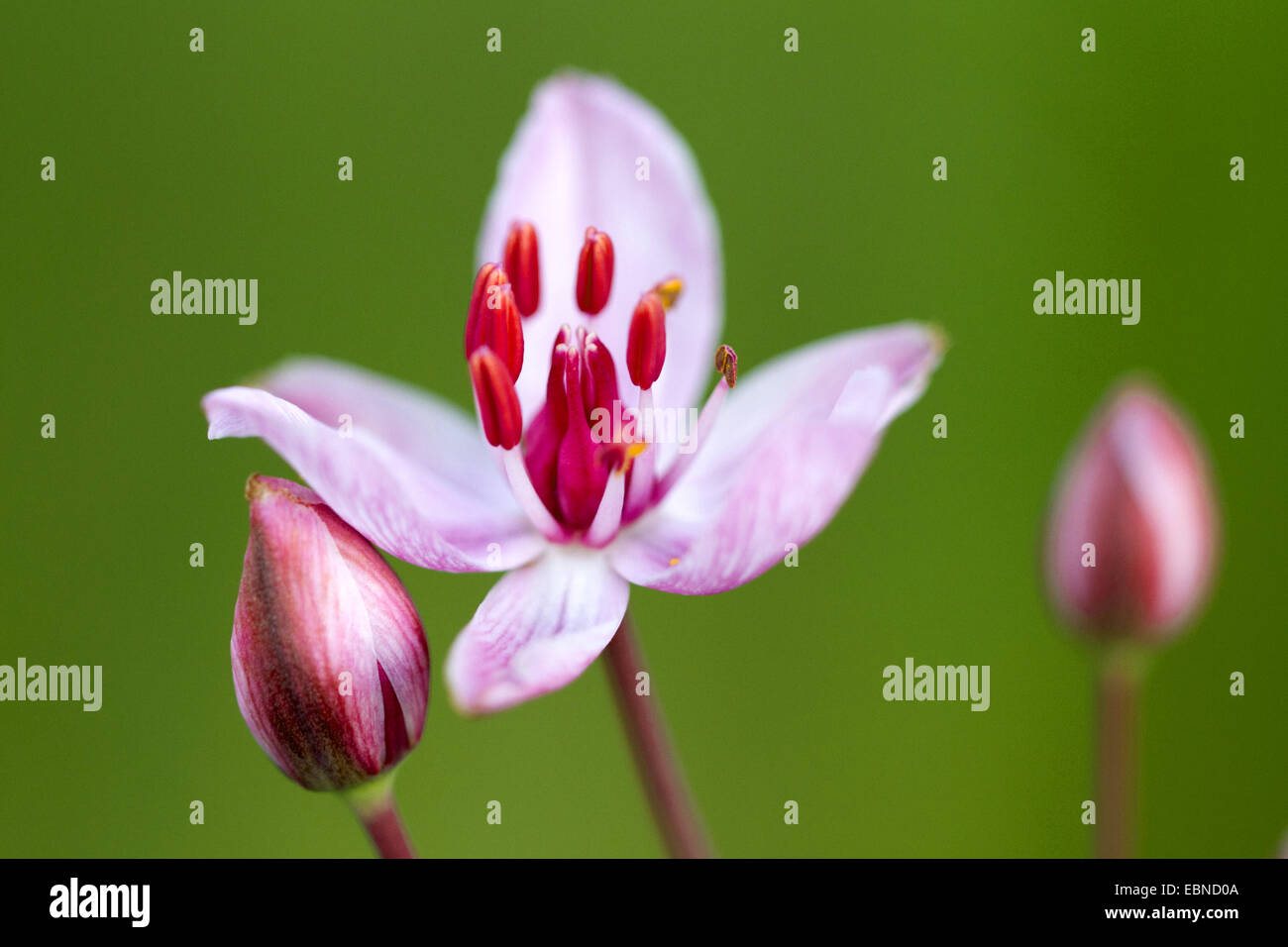 Flowering rush, Grass rush (Butomus umbellatus), flower, Germany, North ...
