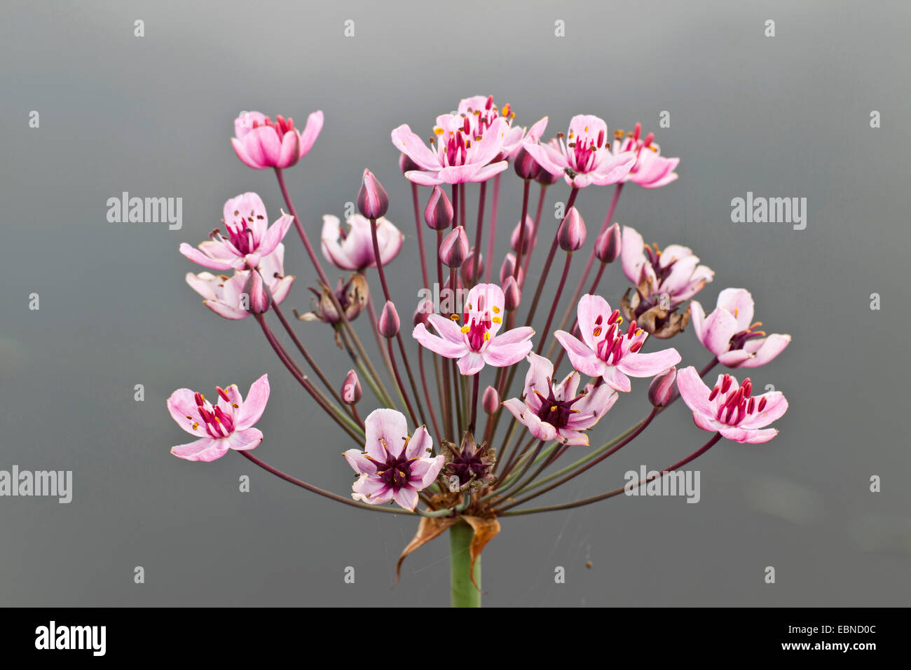 Flowering rush, Grass rush (Butomus umbellatus), inflorescence, Germany ...