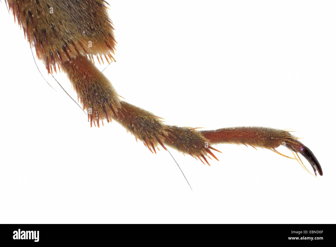 Closeup shot of feet High Resolution Stock Photography and Images - Alamy