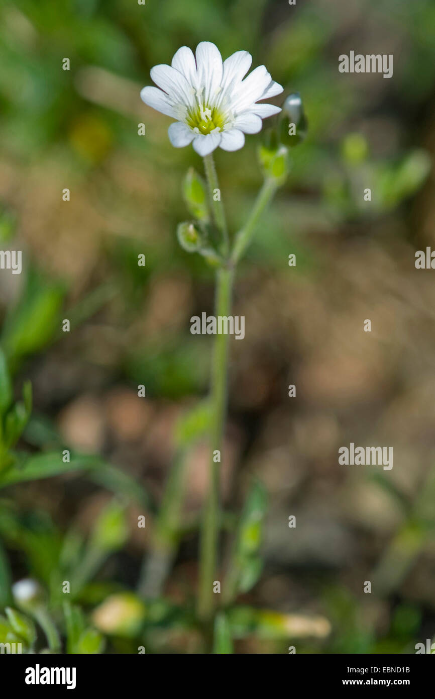 Field chickweed hi-res stock photography and images - Alamy