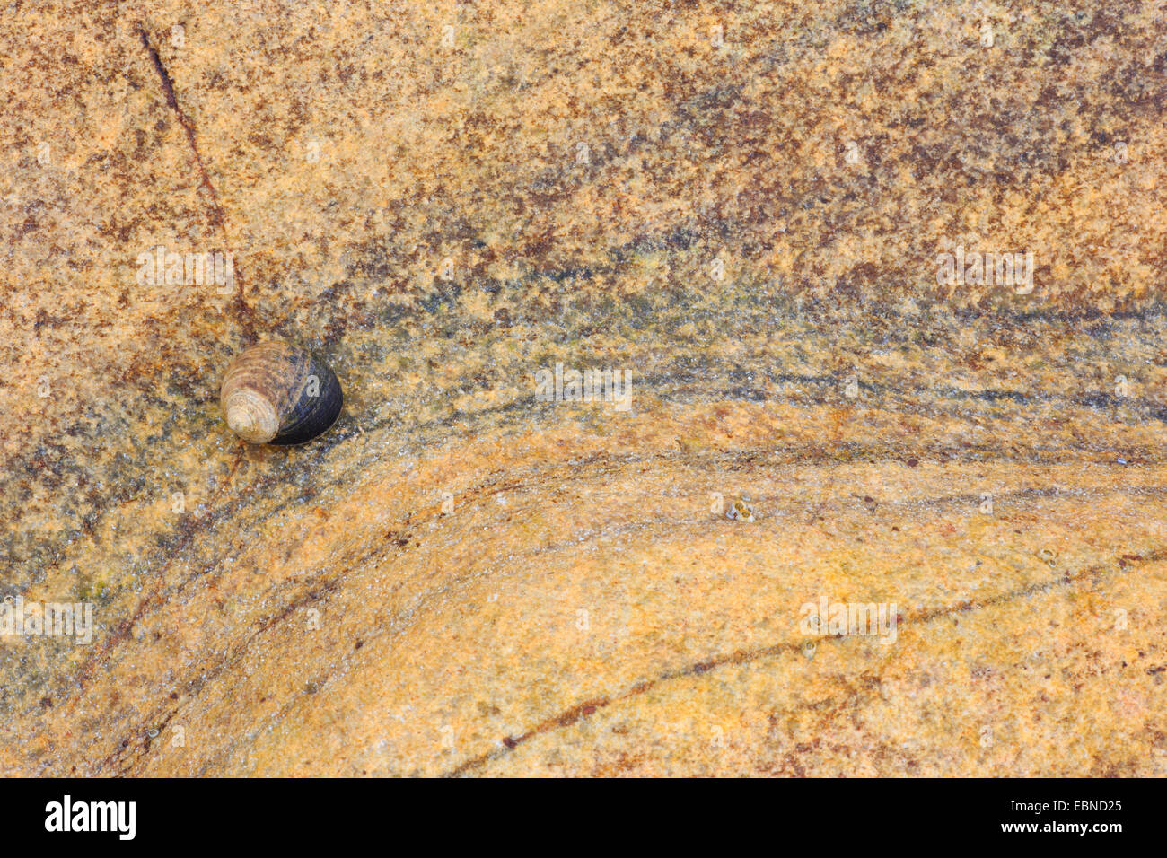 snail shell on a rock, United Kingdom, Scotland Stock Photo - Alamy