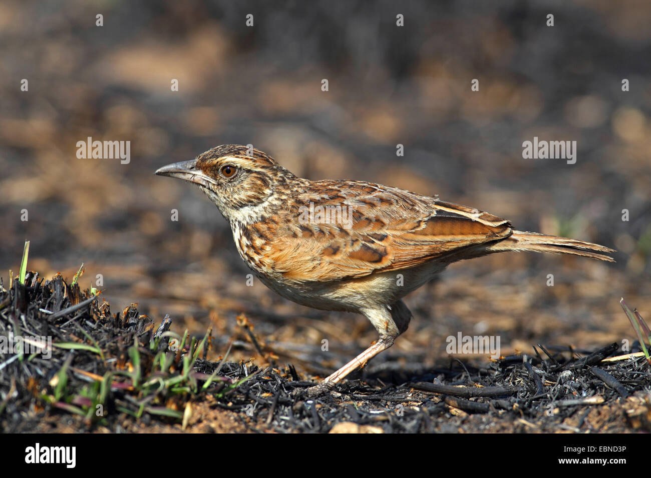 sabota lark (Mirafra sabota), standing on the ground, South Africa ...