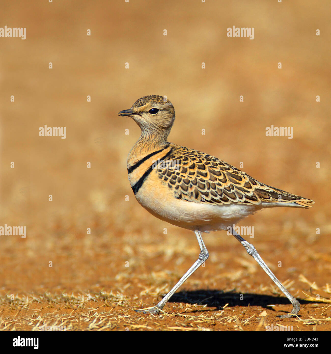 two-banded courser (Rhinoptilus africanus), running , South Africa ...