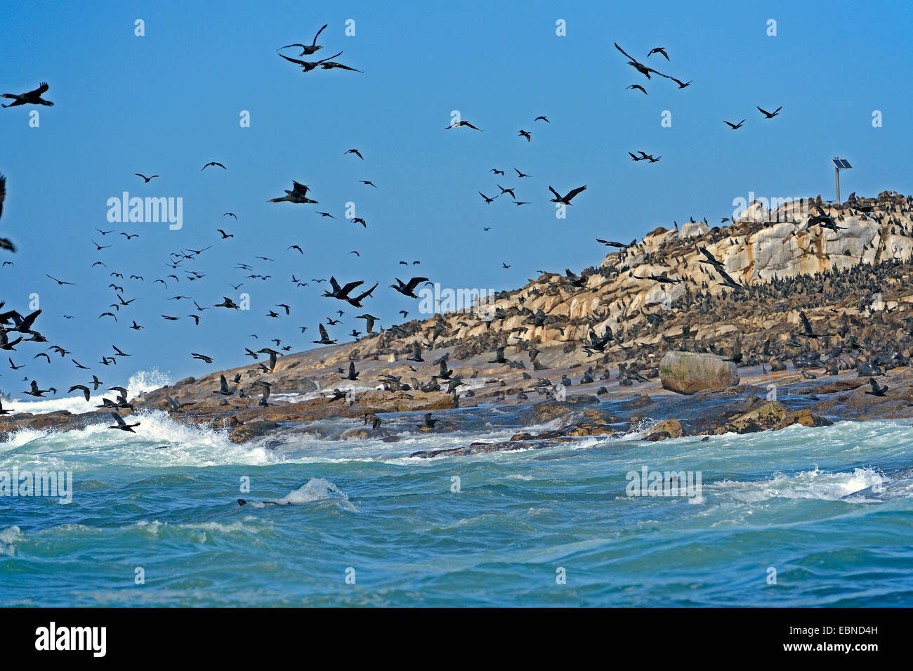 Cape cormorant (Phalacrocorax capensis), colony at the coast, South ...