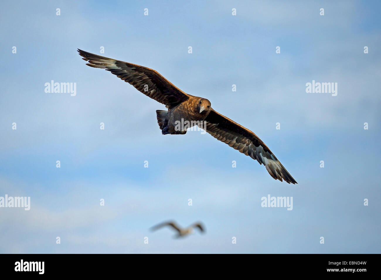 Great skua (Stercorarius skua, Catharacta skua)), in flight, South ...