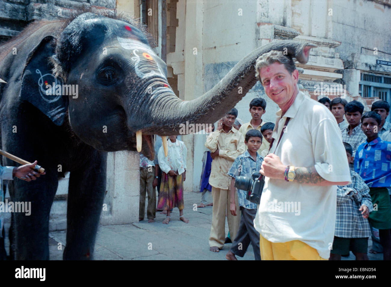 captive decorated elephant in india used to extract money from tourists ...