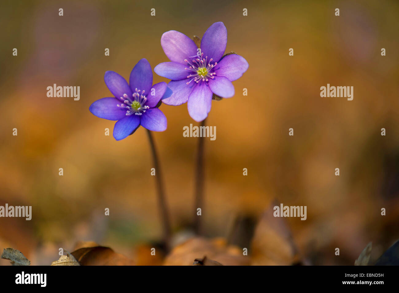 Hepatica liverleaf, American liverwort (Hepatica nobilis, Anemone ...