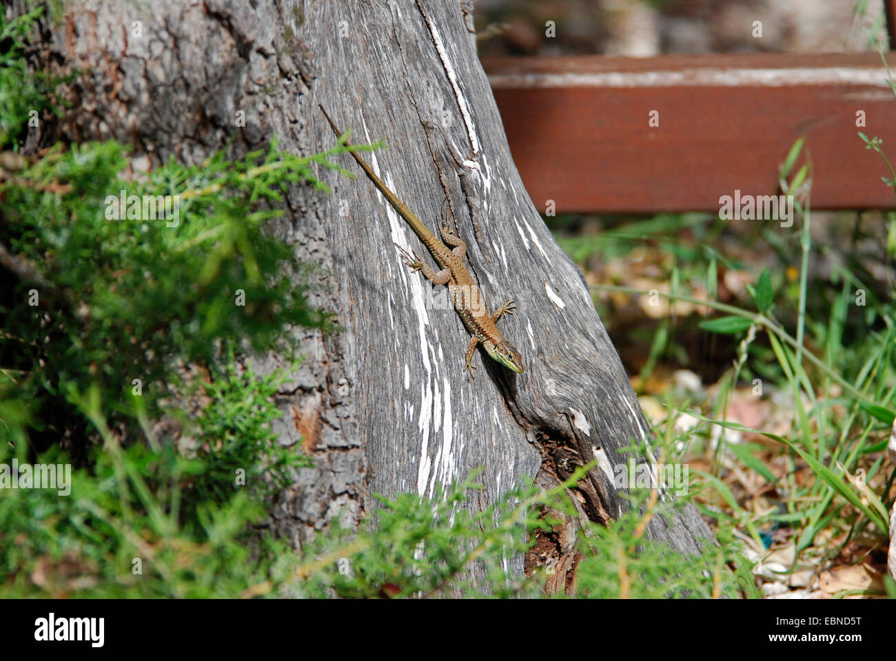 Cyprus lizard (Phoenicolacerta troodica, Lacerta laevis troodica ...
