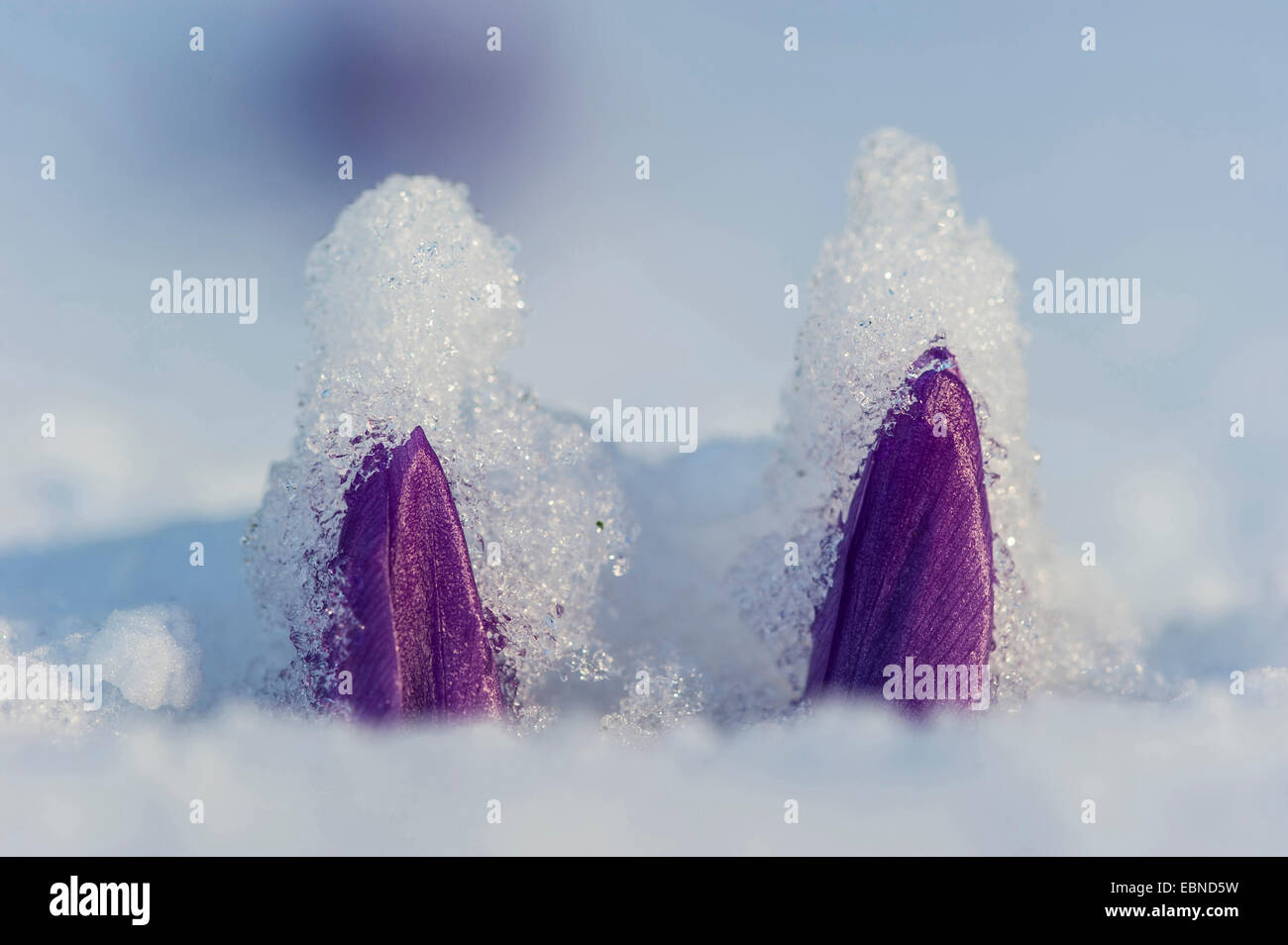 Dutch crocus, spring crocus (Crocus vernus, Crocus neapolitanus ...