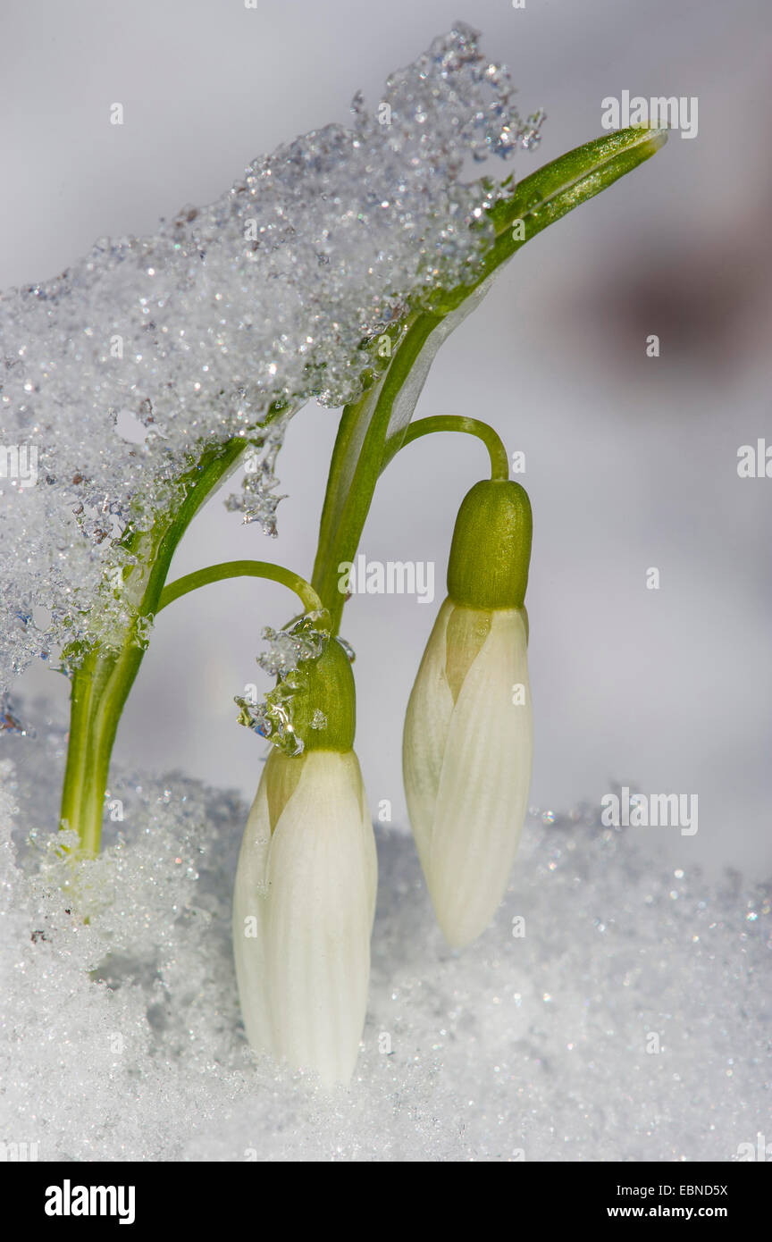 Snowdrop Flower In Snow