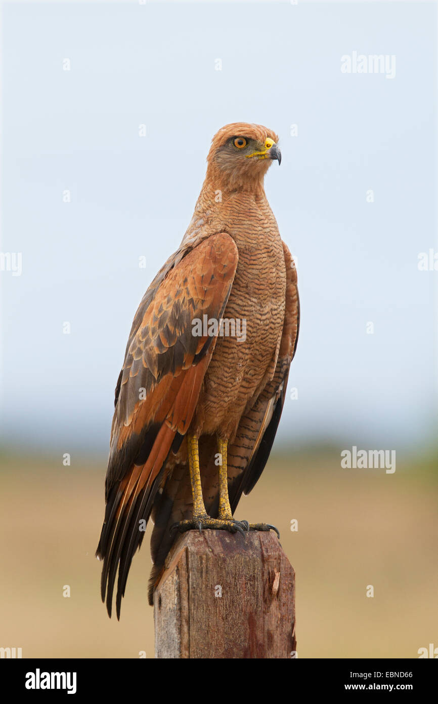 Savanna hawks hi-res stock photography and images - Alamy