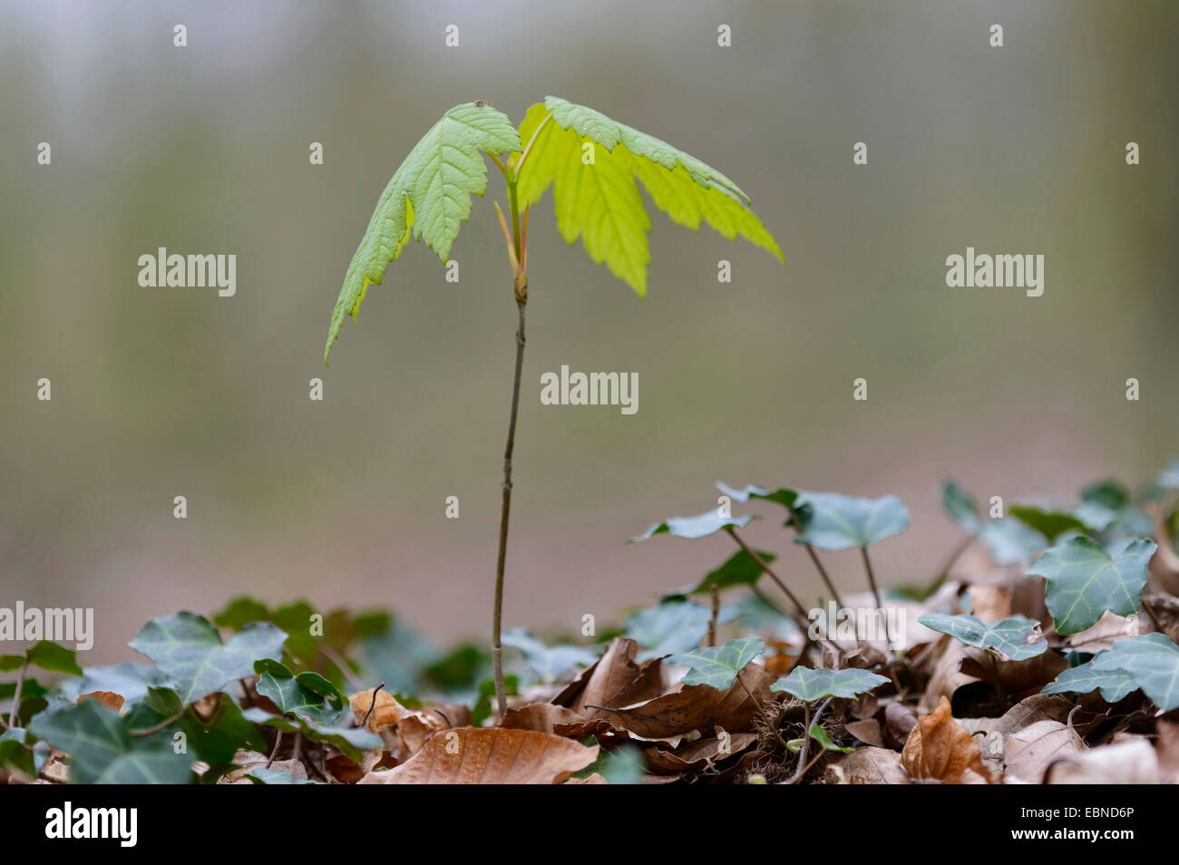 Sycamore seedling hi-res stock photography and images - Alamy