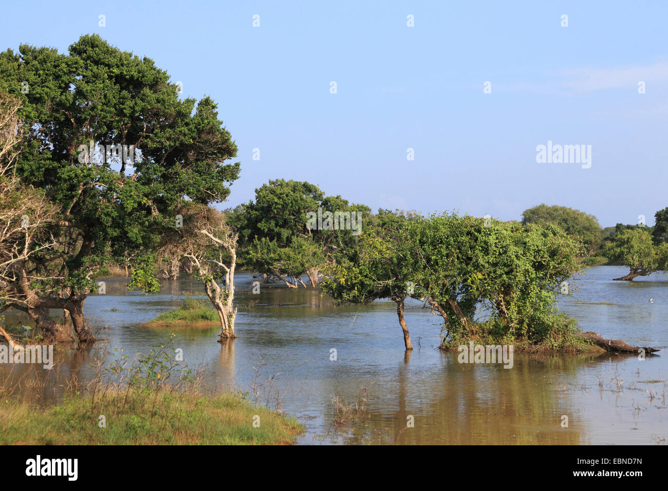 Yala National Park Sri Lanka High Resolution Stock Photography and ...