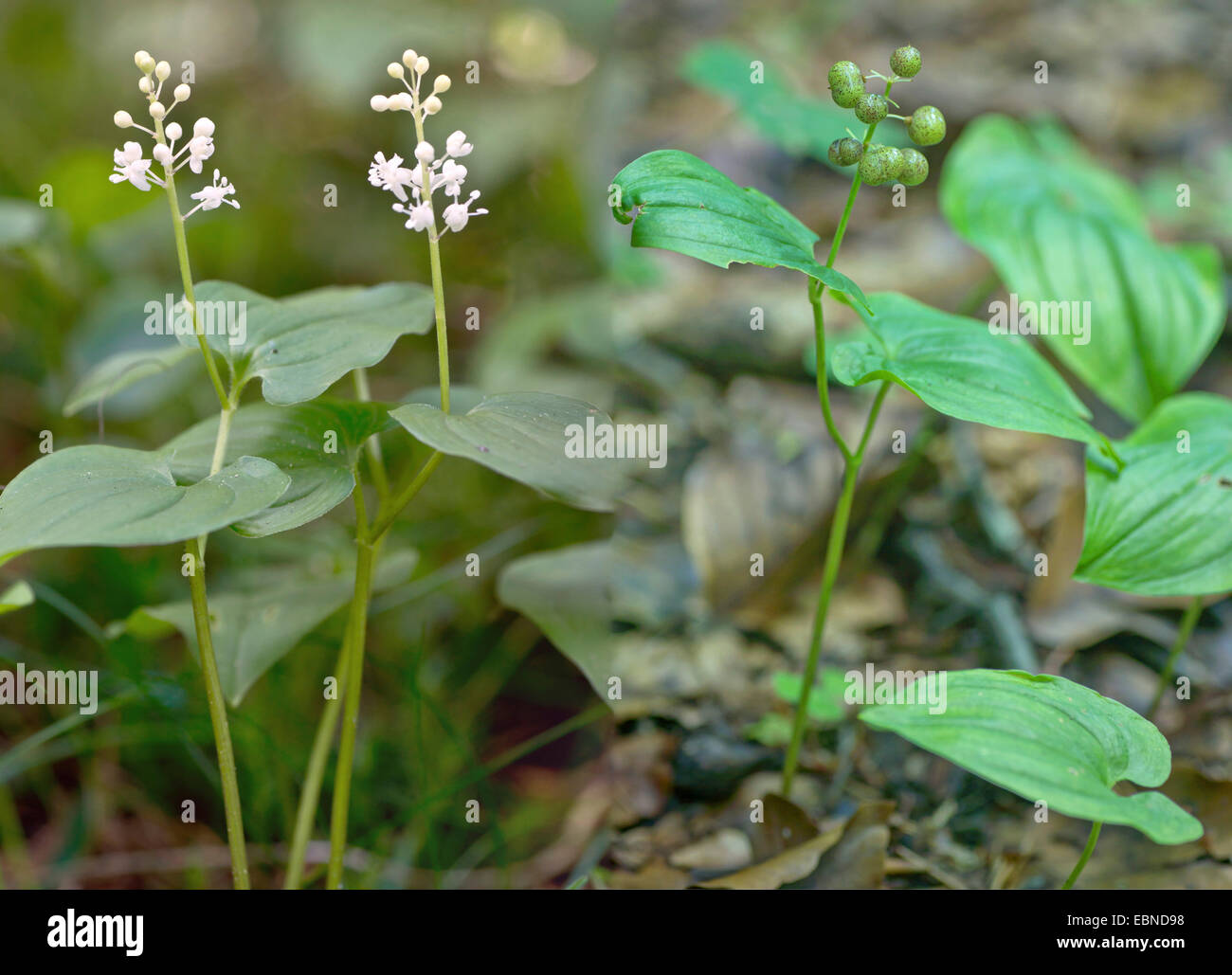 may lily (Maianthemum bifolium), with flowers and fruits, Germany ...