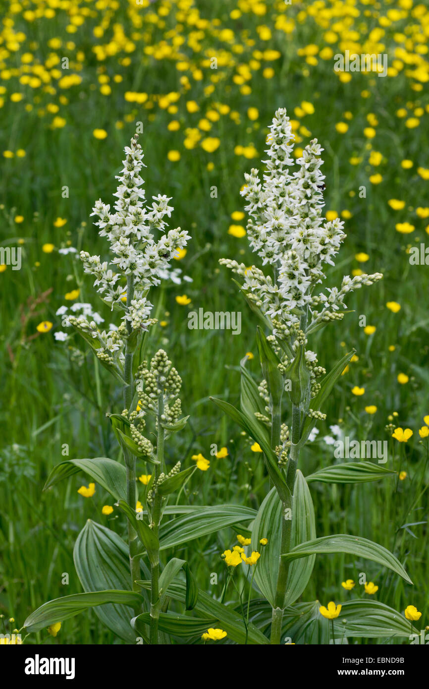 false helleborine, white hellebore (Veratrum album), blooming, Austria ...