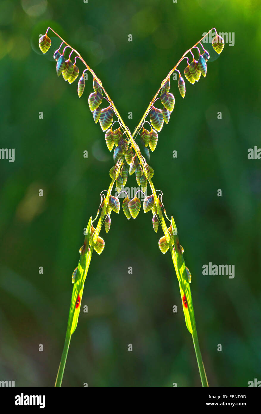 Quaking-grass, Cow-quake, Didder, Dithering-grass, Dodder-grass ...
