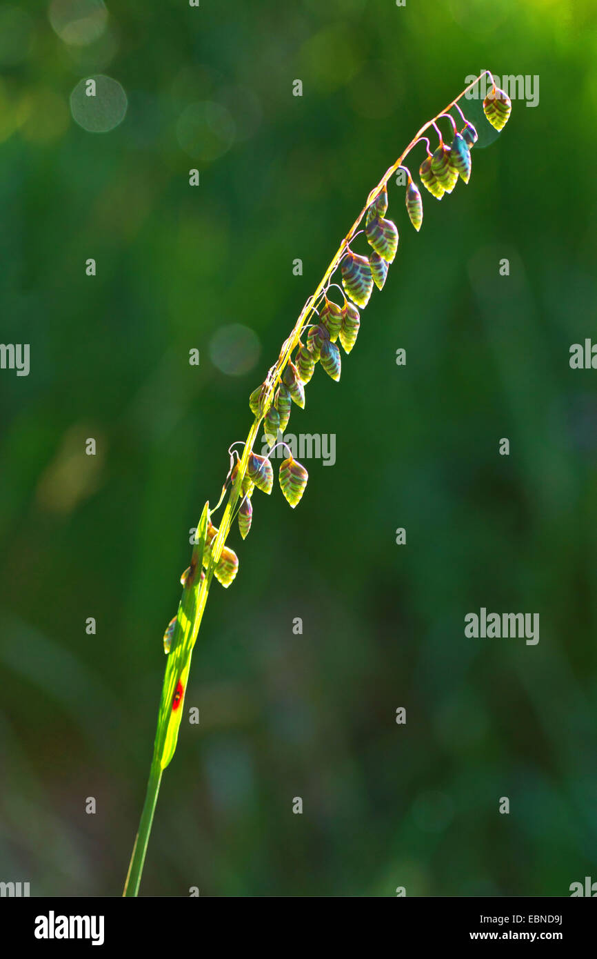 Didder hi-res stock photography and images - Alamy