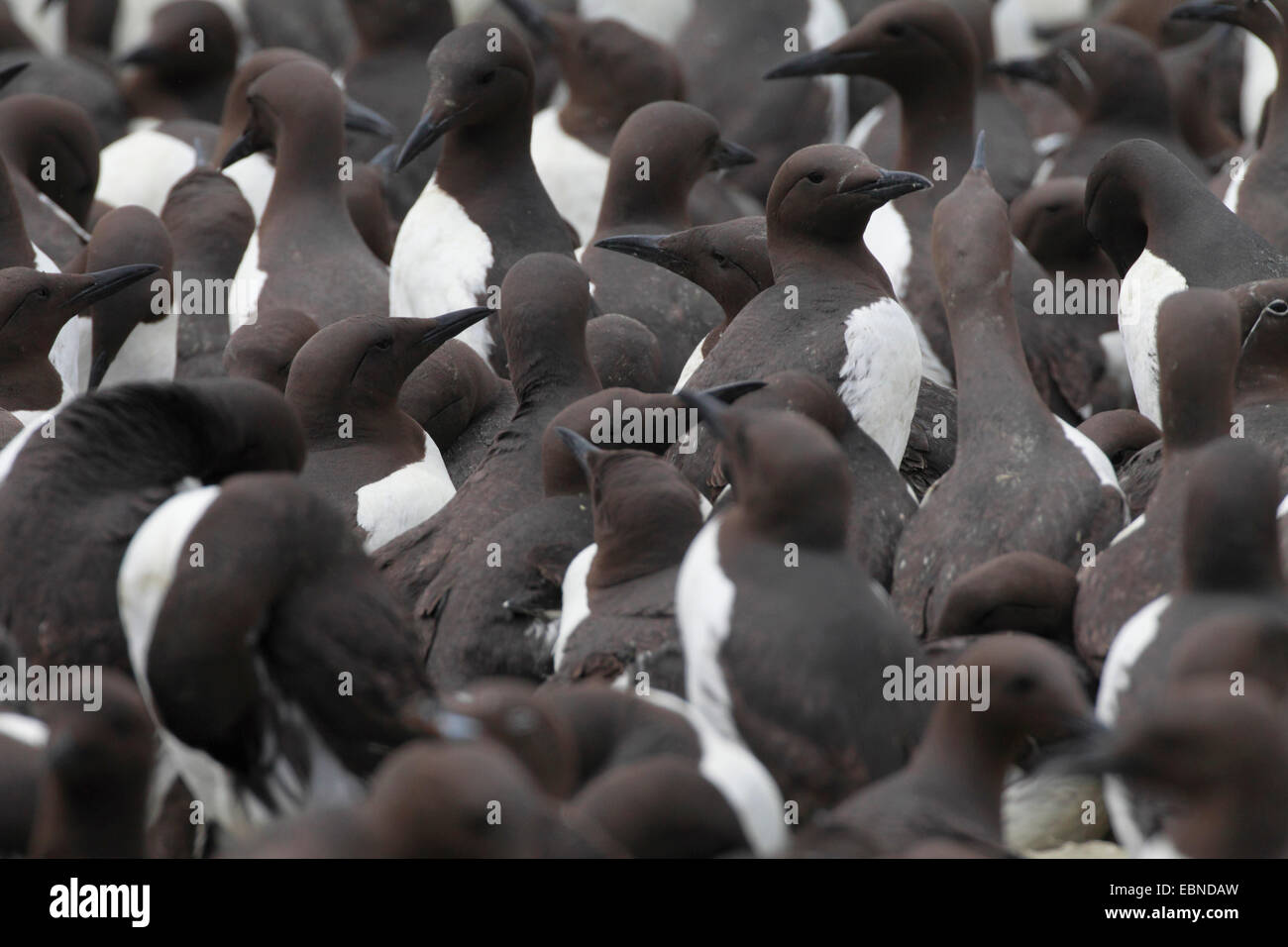 Breeding bird colonies hi-res stock photography and images - Alamy