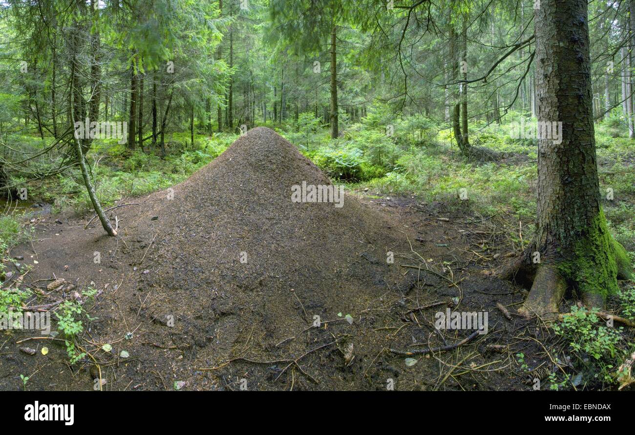 Ant german hi-res stock photography and images - Alamy