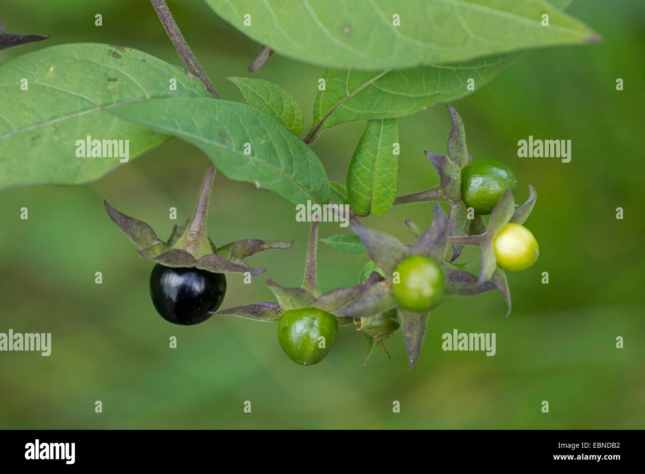 Belladonna deadly nightshade fruits belladonna High Resolution Stock ...