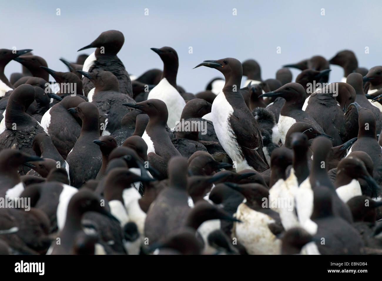 Breeding bird colonies hi-res stock photography and images - Alamy
