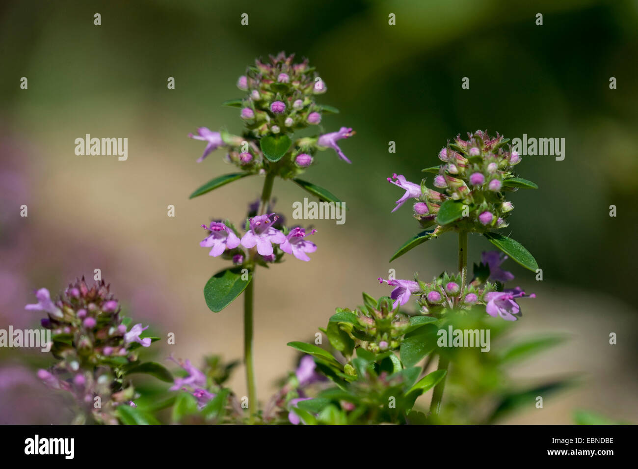 Broad-Leaved Thyme, Dot Wells Creeping Thyme, Large Thyme, Lemon Thyme ...