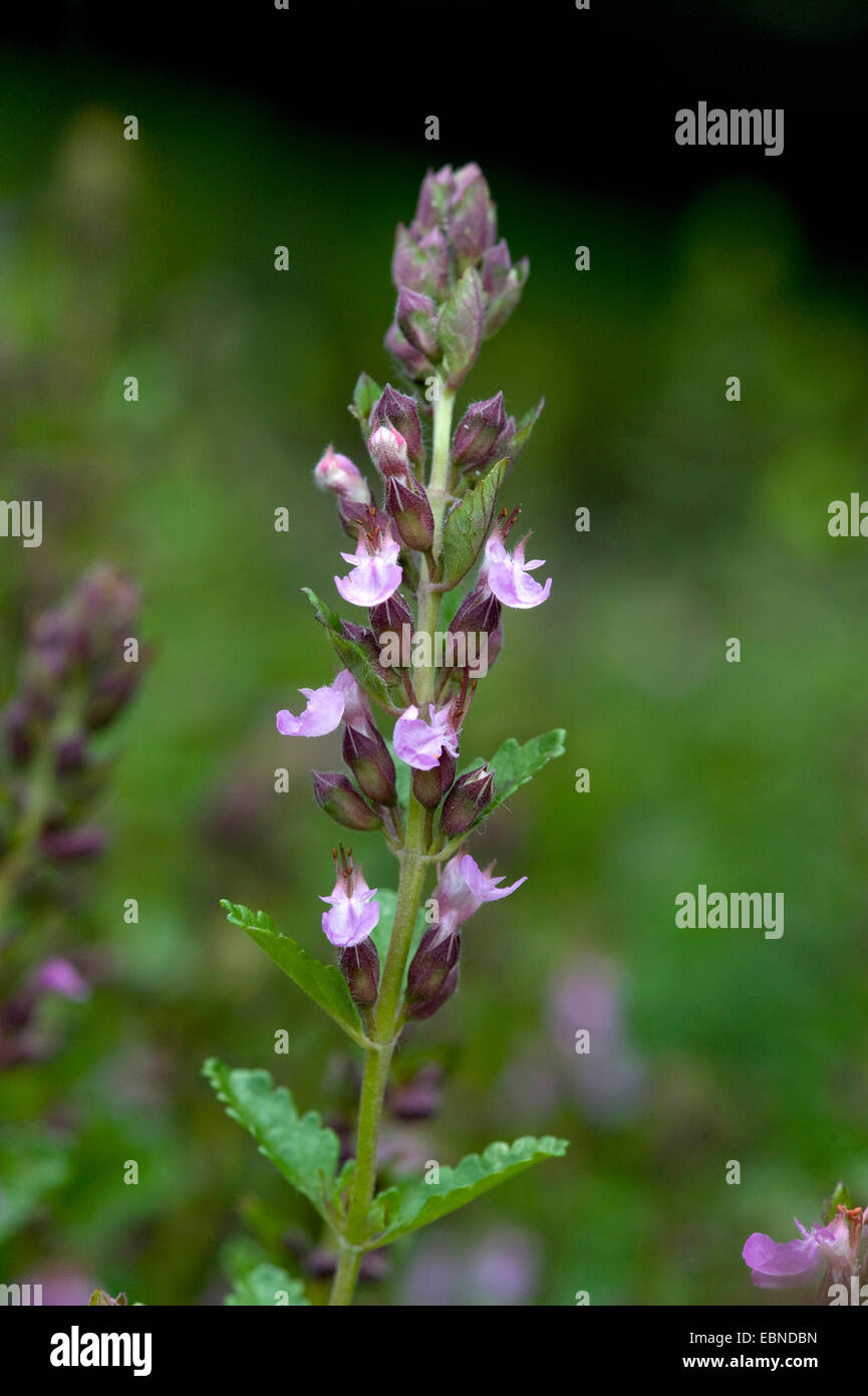 Wall germander (Teucrium chamaedrys), inflorescence, Germany Stock ...