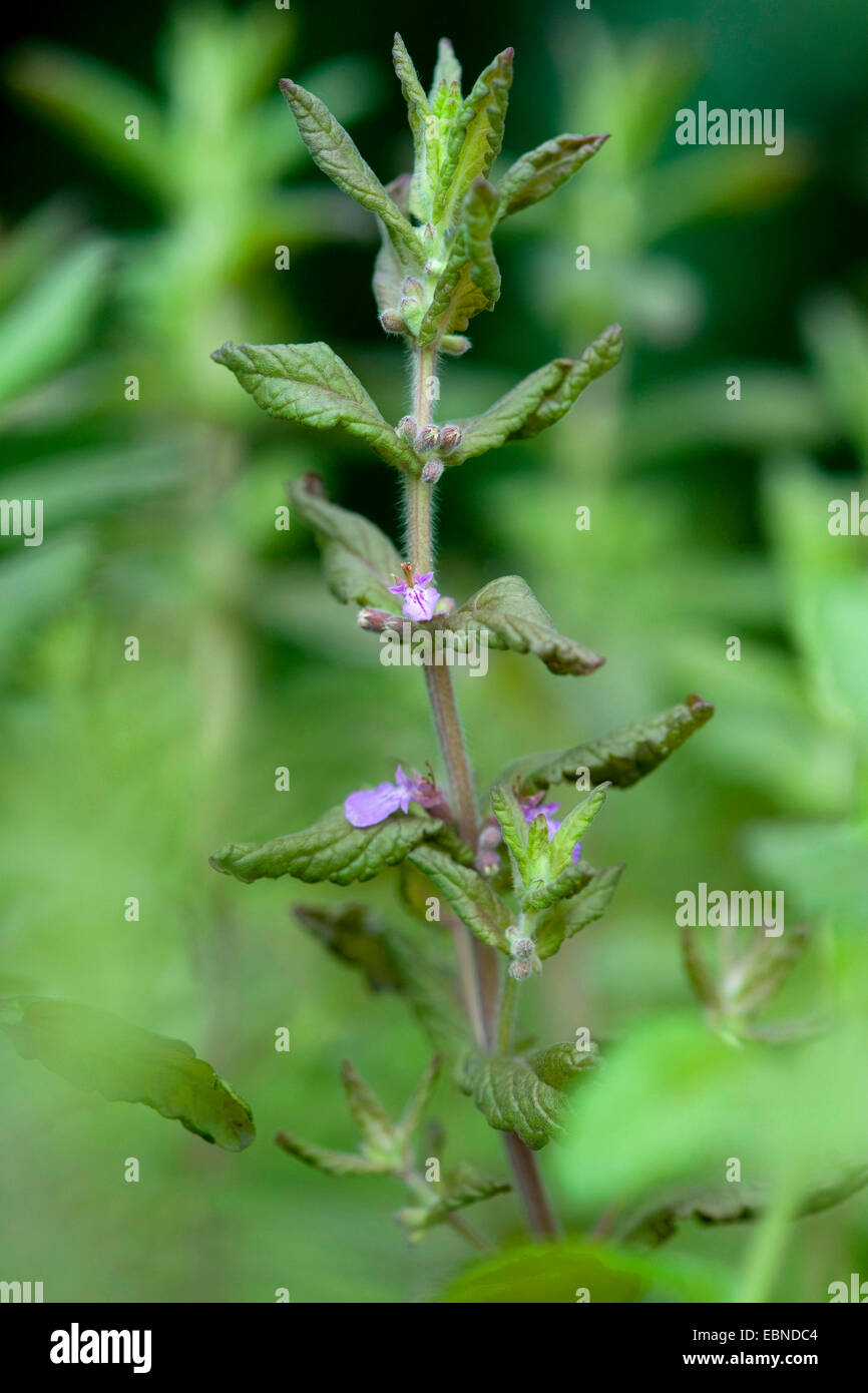 Water germander, Wood sage (Teucrium scordium), blooming, Germany Stock ...