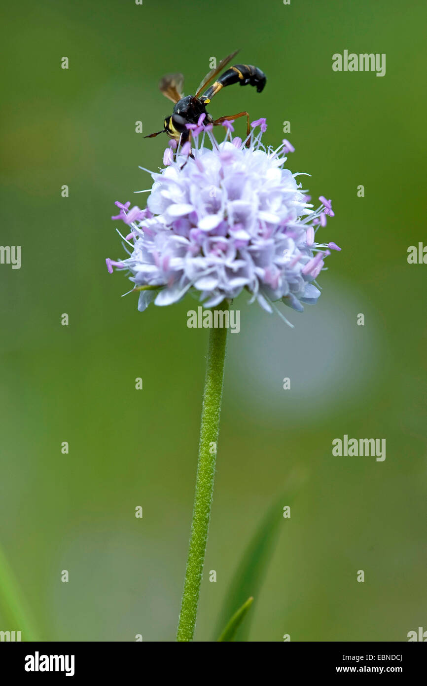 Southern succisella, Devil's Bit Scabious (Succisella inflexa ...