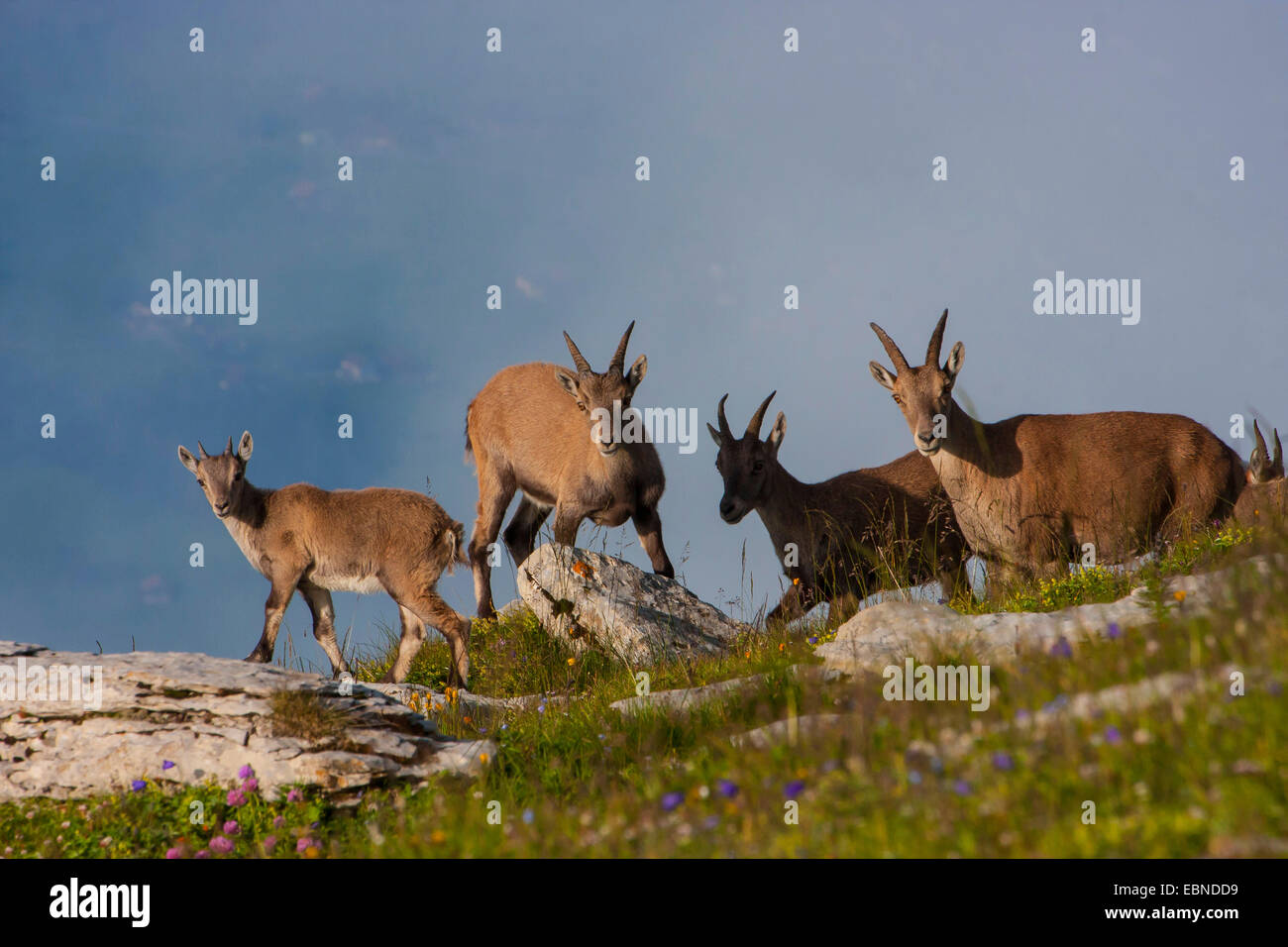 Ibex habitat hi-res stock photography and images - Alamy