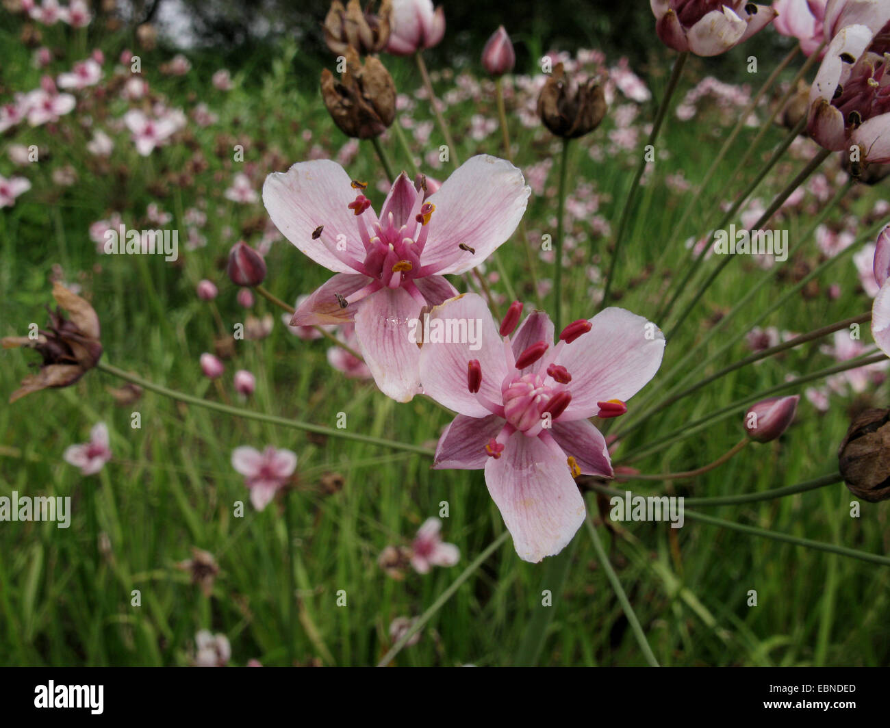 Grass fruits hi-res stock photography and images - Alamy