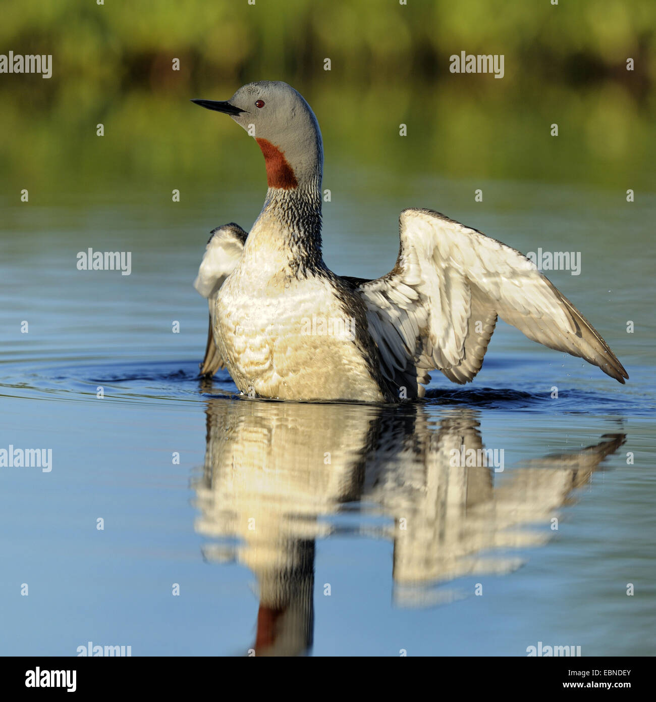 red-throated diver (Gavia stellata), adult bird flailing in the evening ...