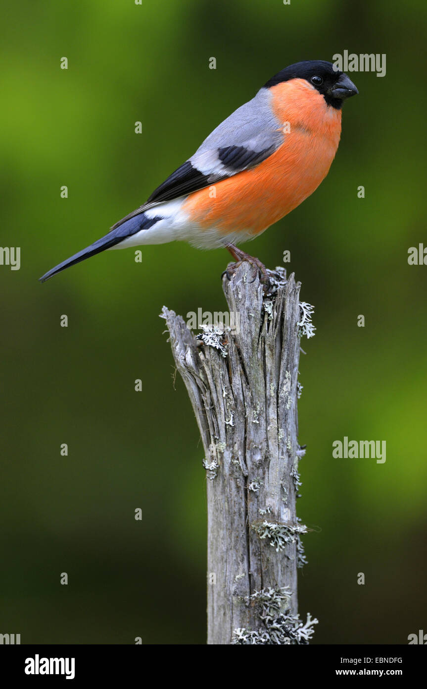 bullfinch, Eurasian bullfinch, northern bullfinch (Pyrrhula pyrrhula ...