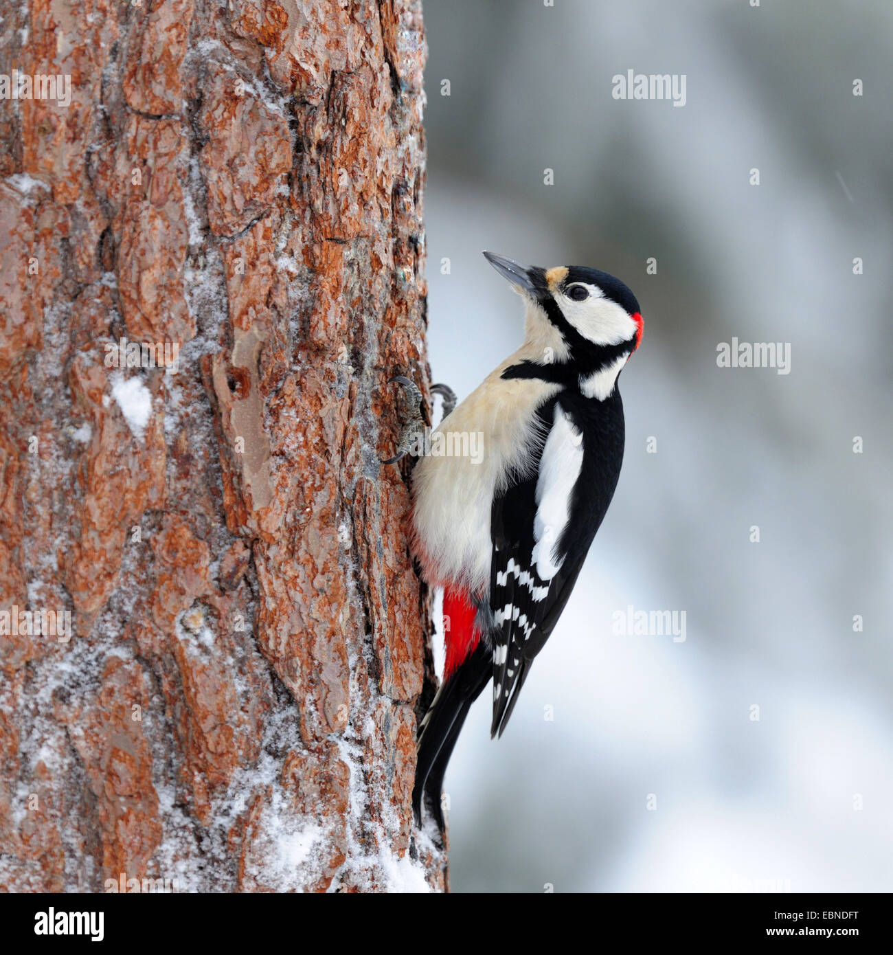 Great spotted woodpecker (Picoides major, Dendrocopos major), sitting ...