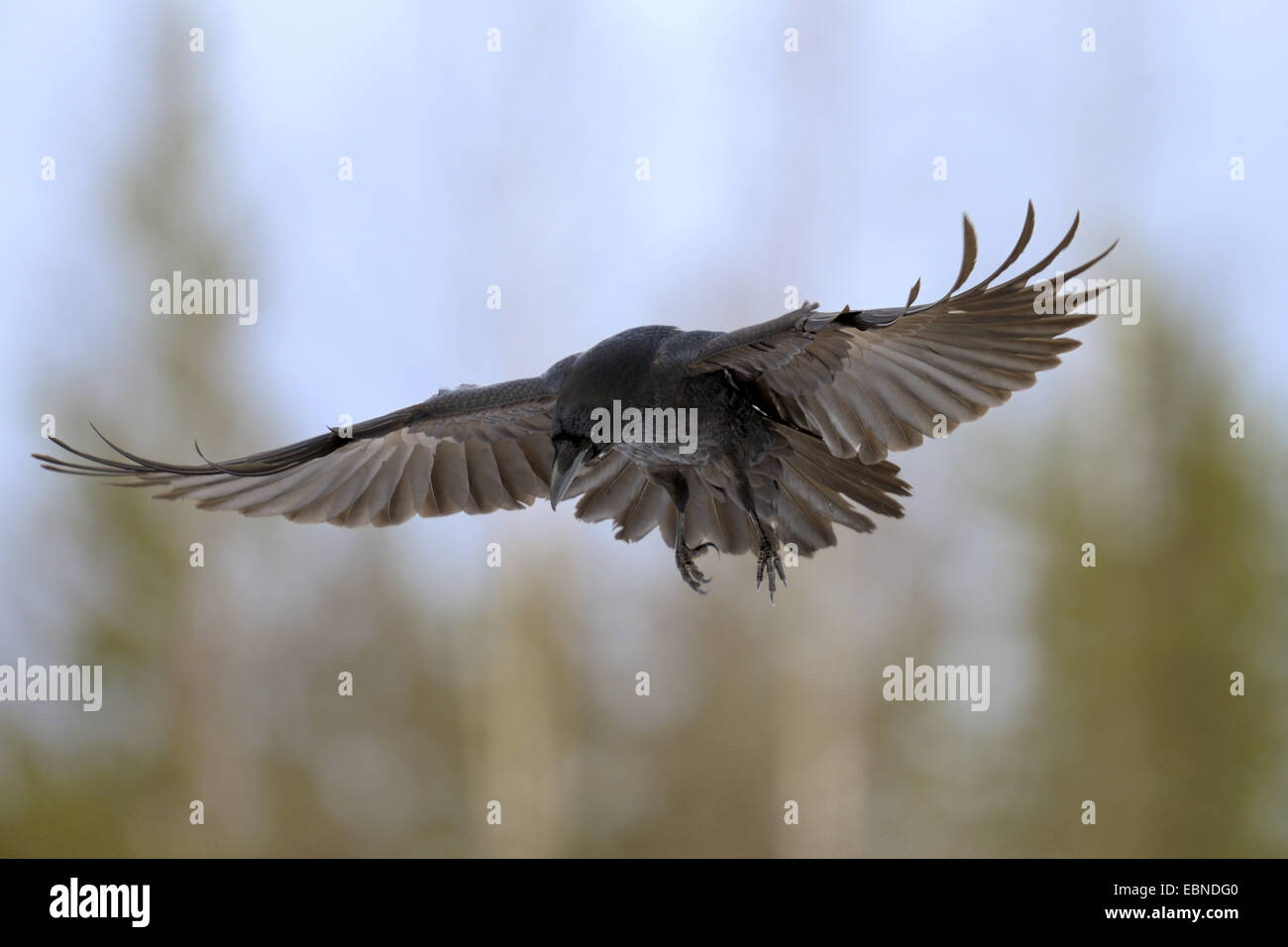 Common raven in full flight hi-res stock photography and images - Alamy