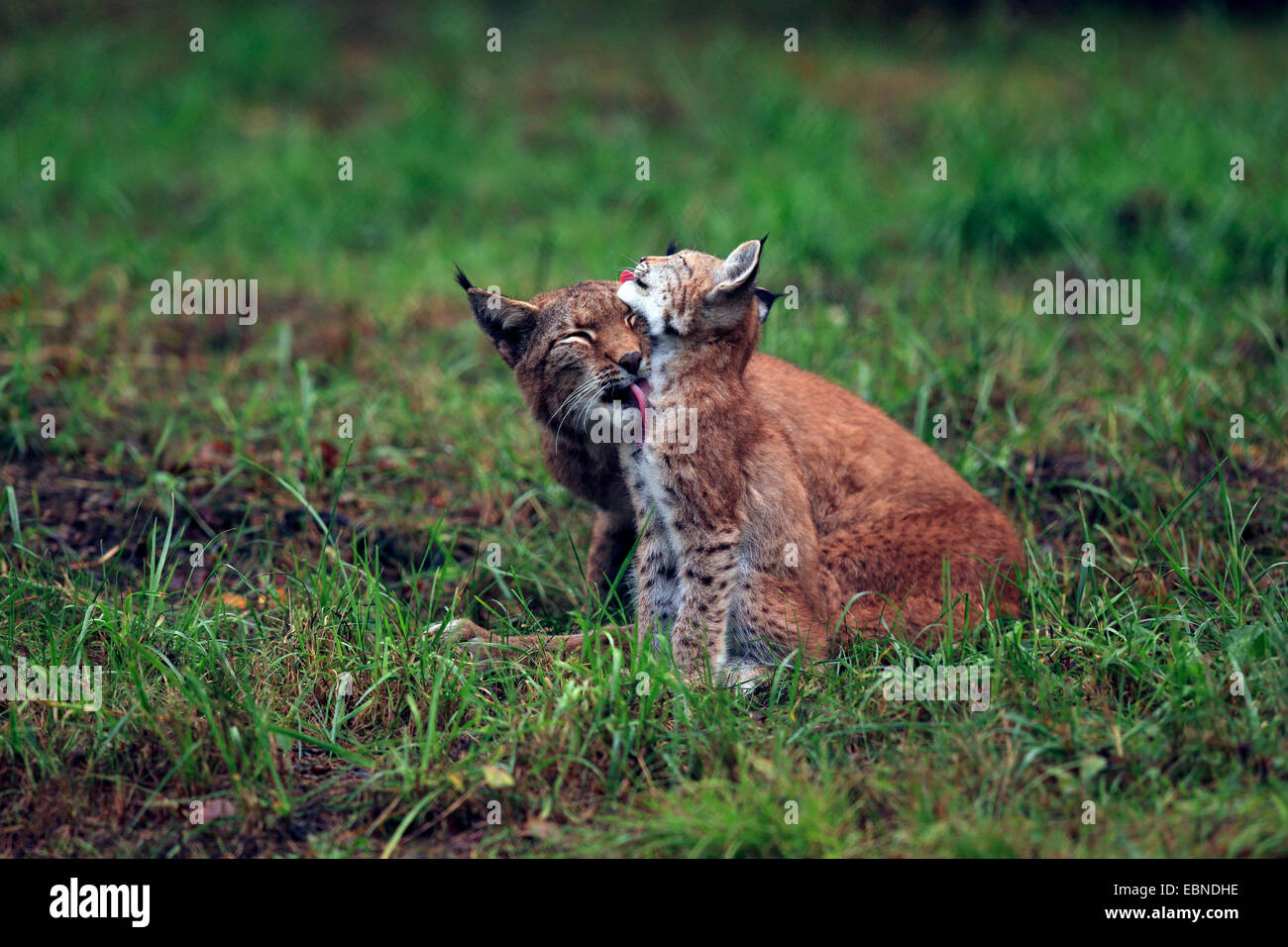 Eurasian lynx (Lynx lynx), female licking pup, Germany, Saxony Stock ...