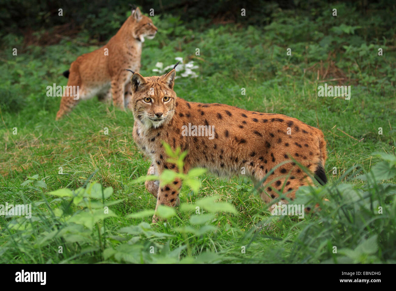 Eurasian lynx (Lynx lynx), two lynxes at forest edge, Germany, Saxony ...