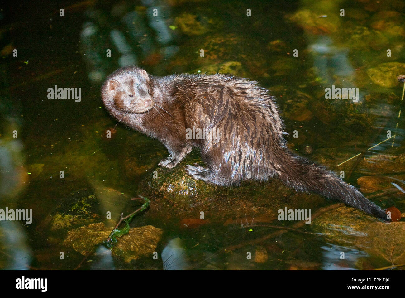 American minks hi-res stock photography and images - Alamy