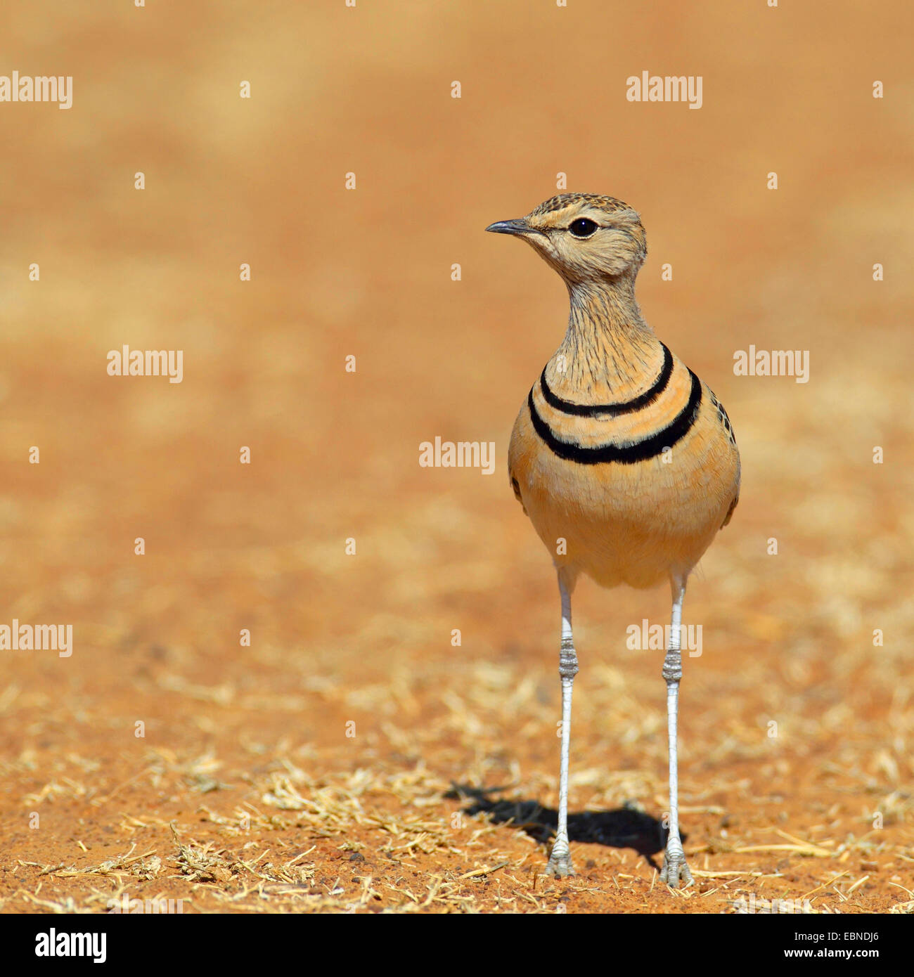 Wading bird of south africa hi-res stock photography and images - Alamy