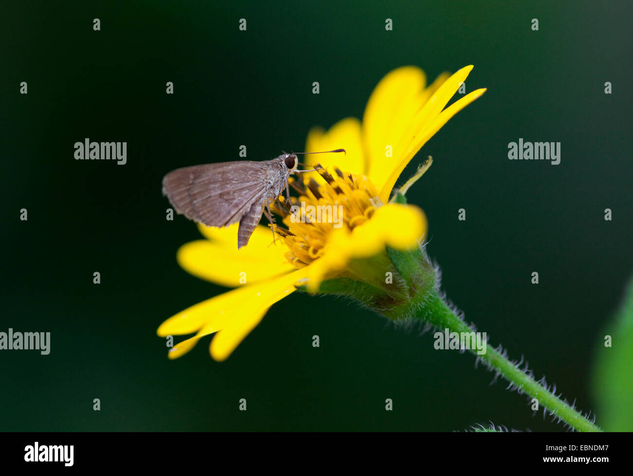 Guyana insects hi-res stock photography and images - Alamy