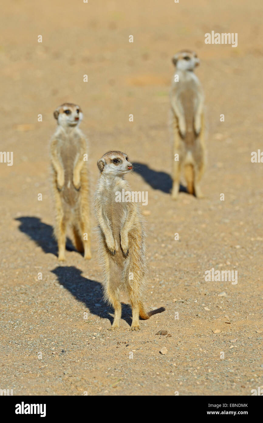 suricate, slender-tailed meerkat (Suricata suricatta), three suricates ...