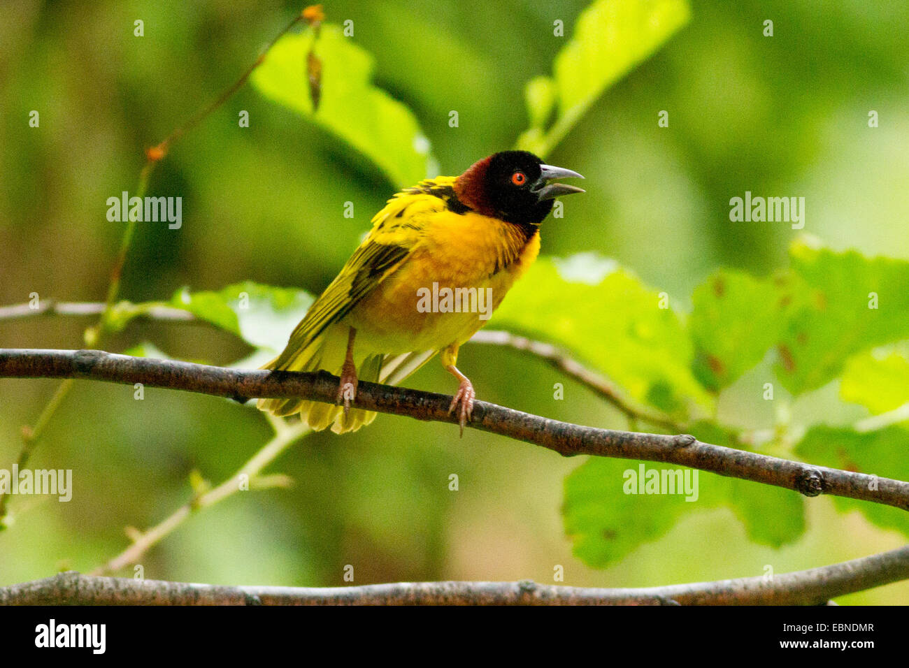 Village weaver bird hi-res stock photography and images - Alamy