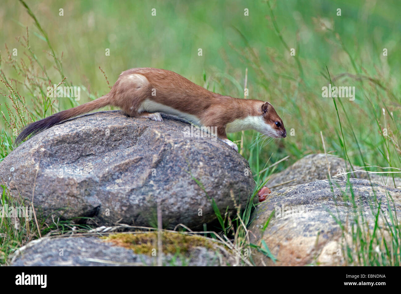 ermine, stoat (Mustela erminea), on a large stone, Germany Stock Photo ...
