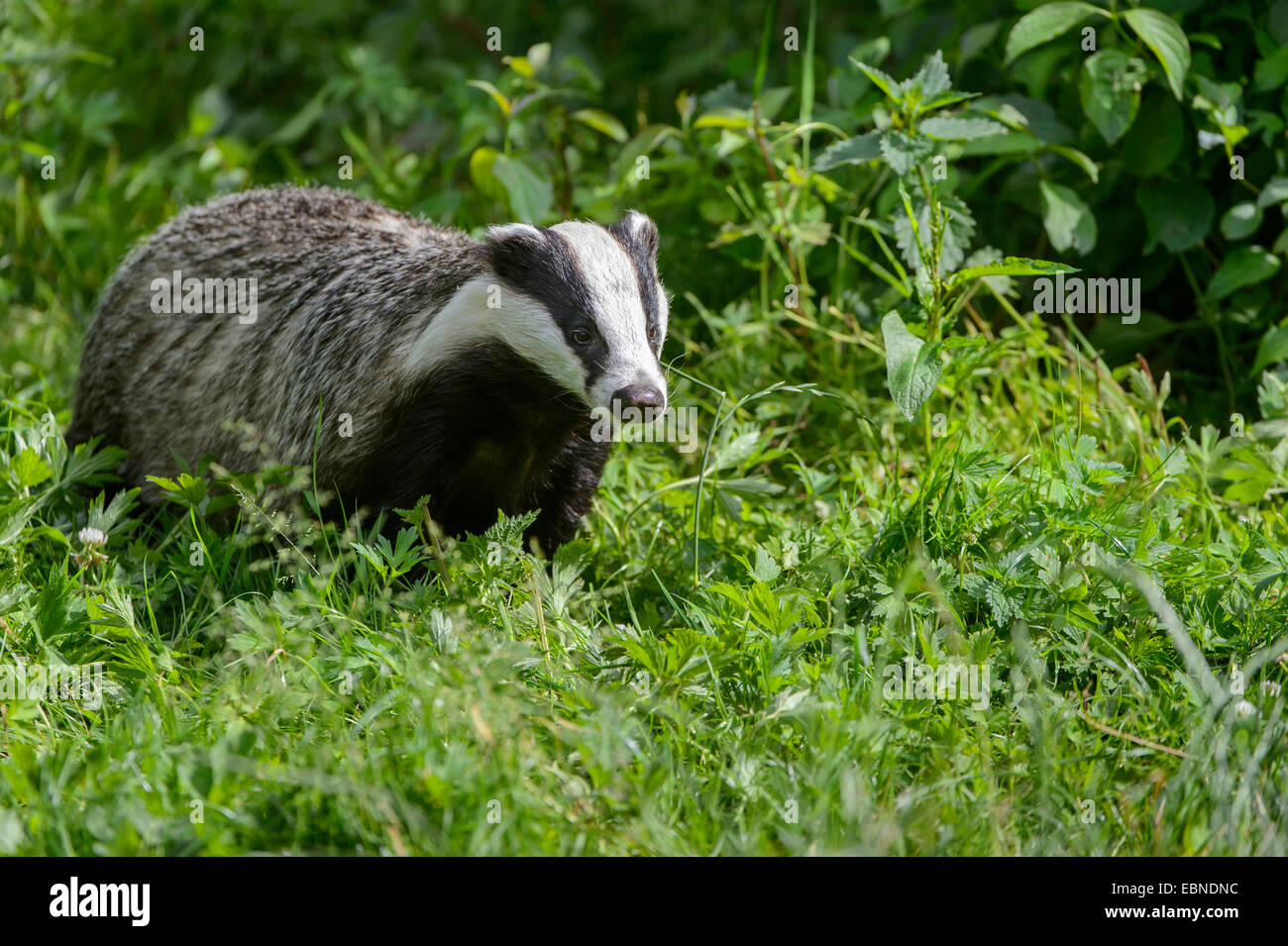 Old World badger, Eurasian badger (Meles meles), in a meadow, Germany ...