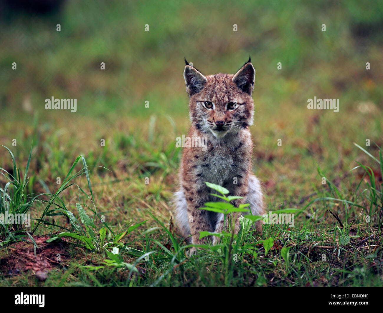 Eurasian lynx (Lynx lynx), pup, Germany, Saxony Stock Photo - Alamy